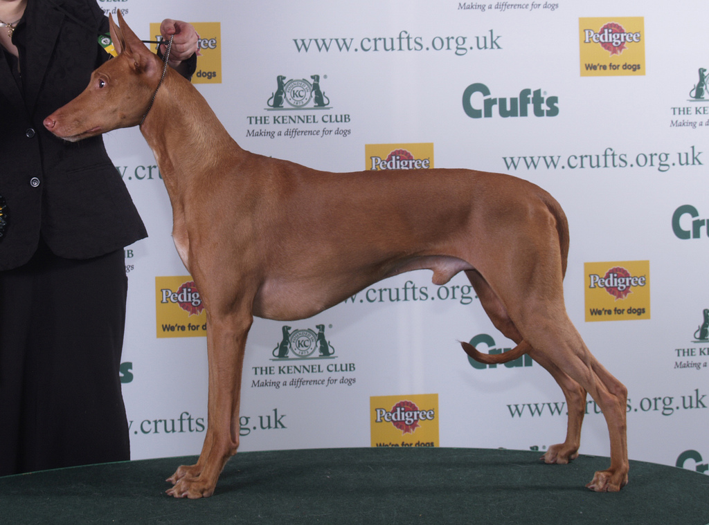 Fáraó kutya - Kutya