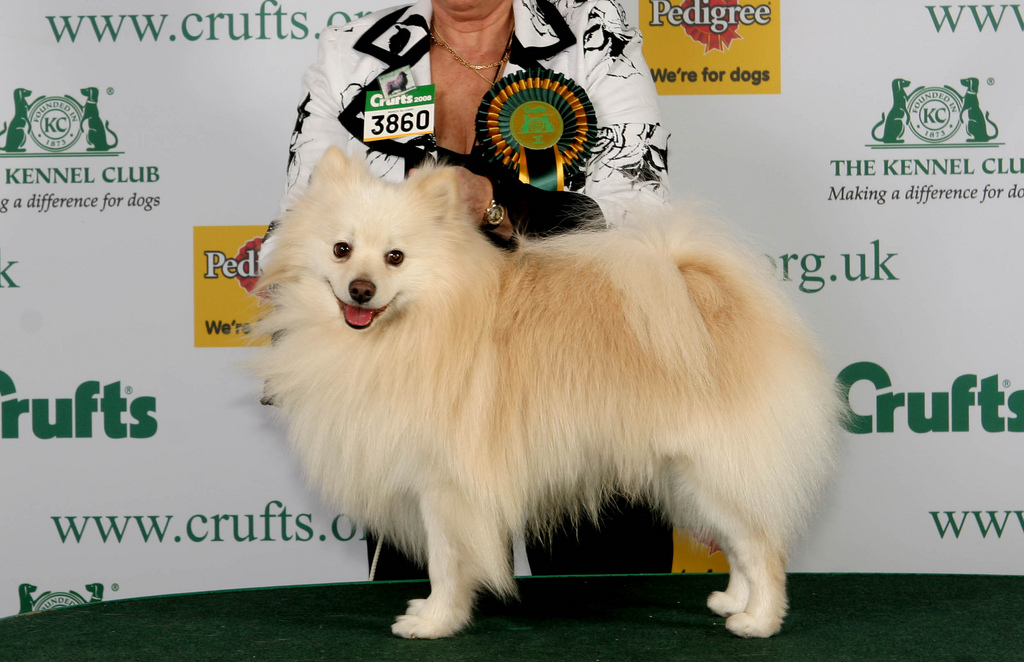 Német spicc, közép - Kutya