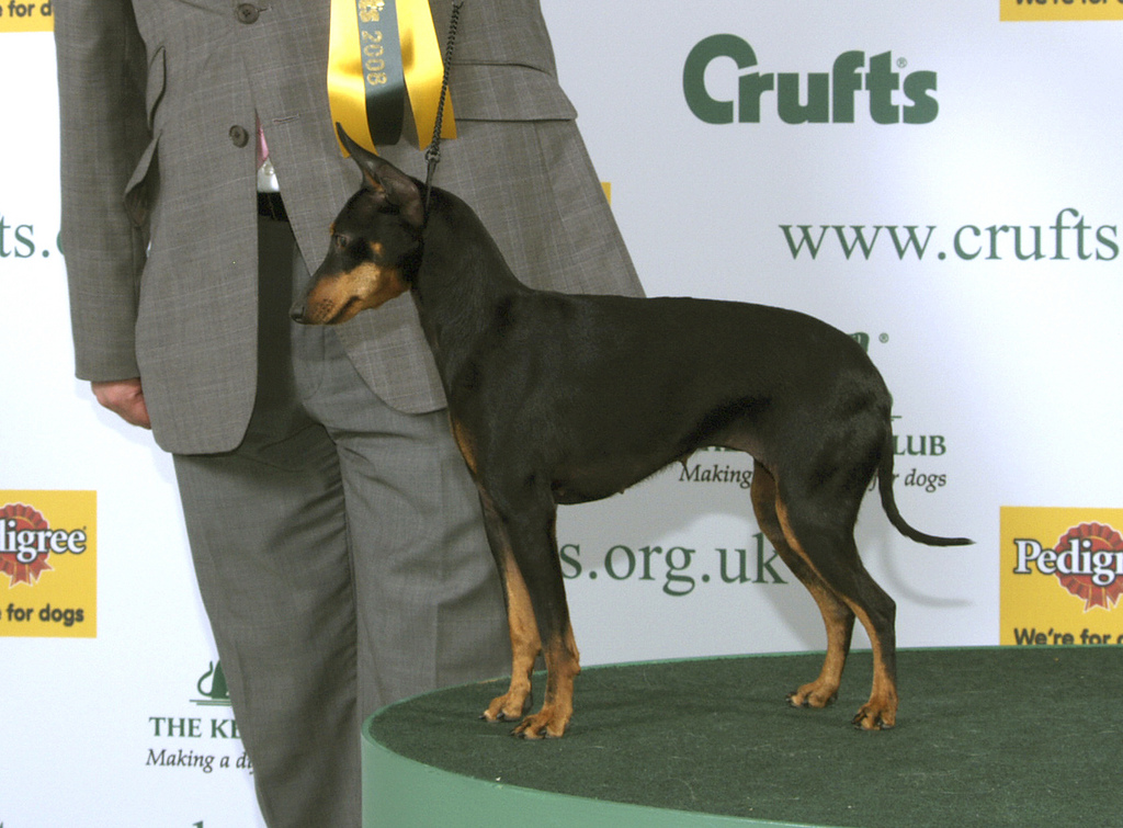 Kis angol terrier - Kutya