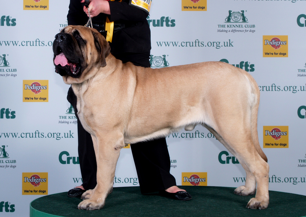 Angol masztiff - Kutya