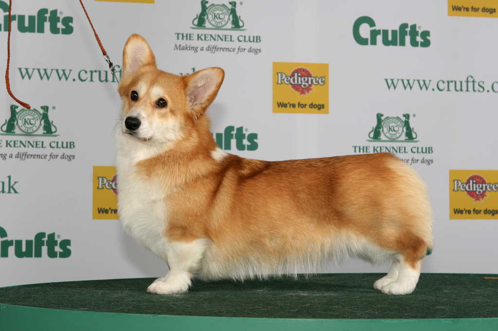 Welsh Corgi, Pembroke - Kutya
