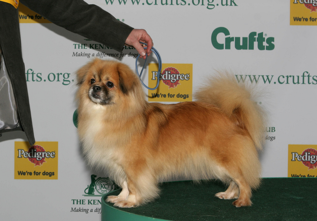 Tibeti spániel - Kutya