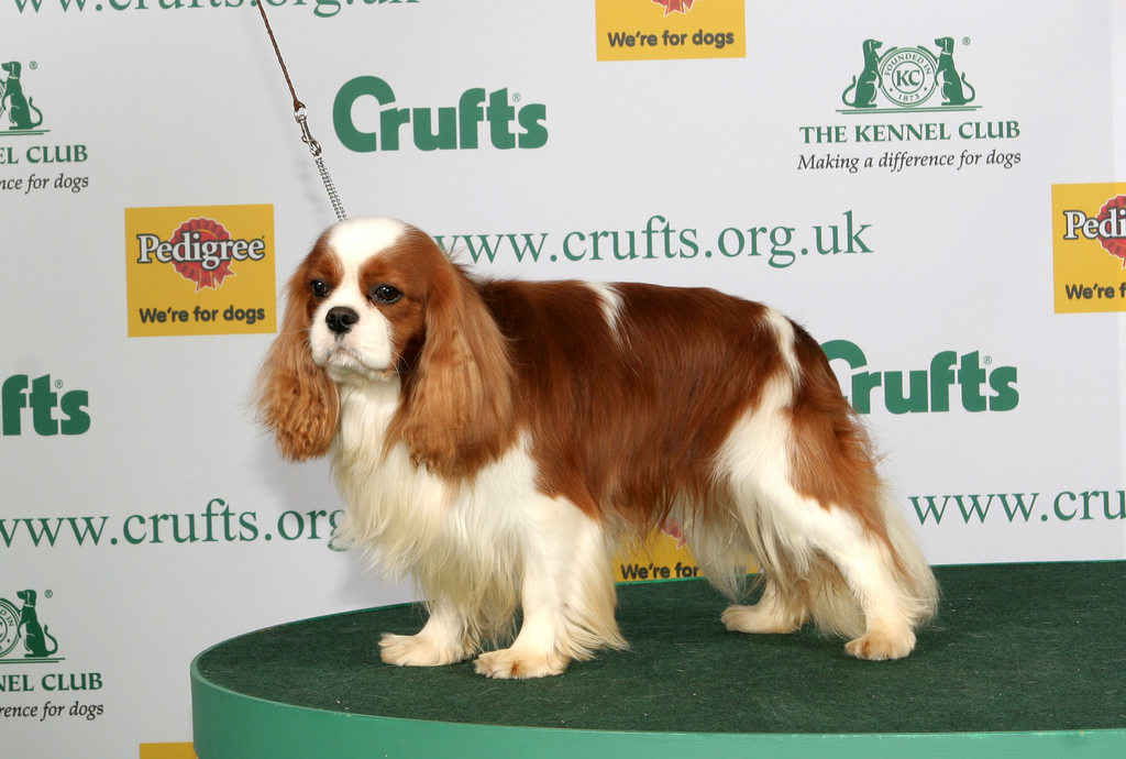 Cavalier King Charles spániel - Kutya