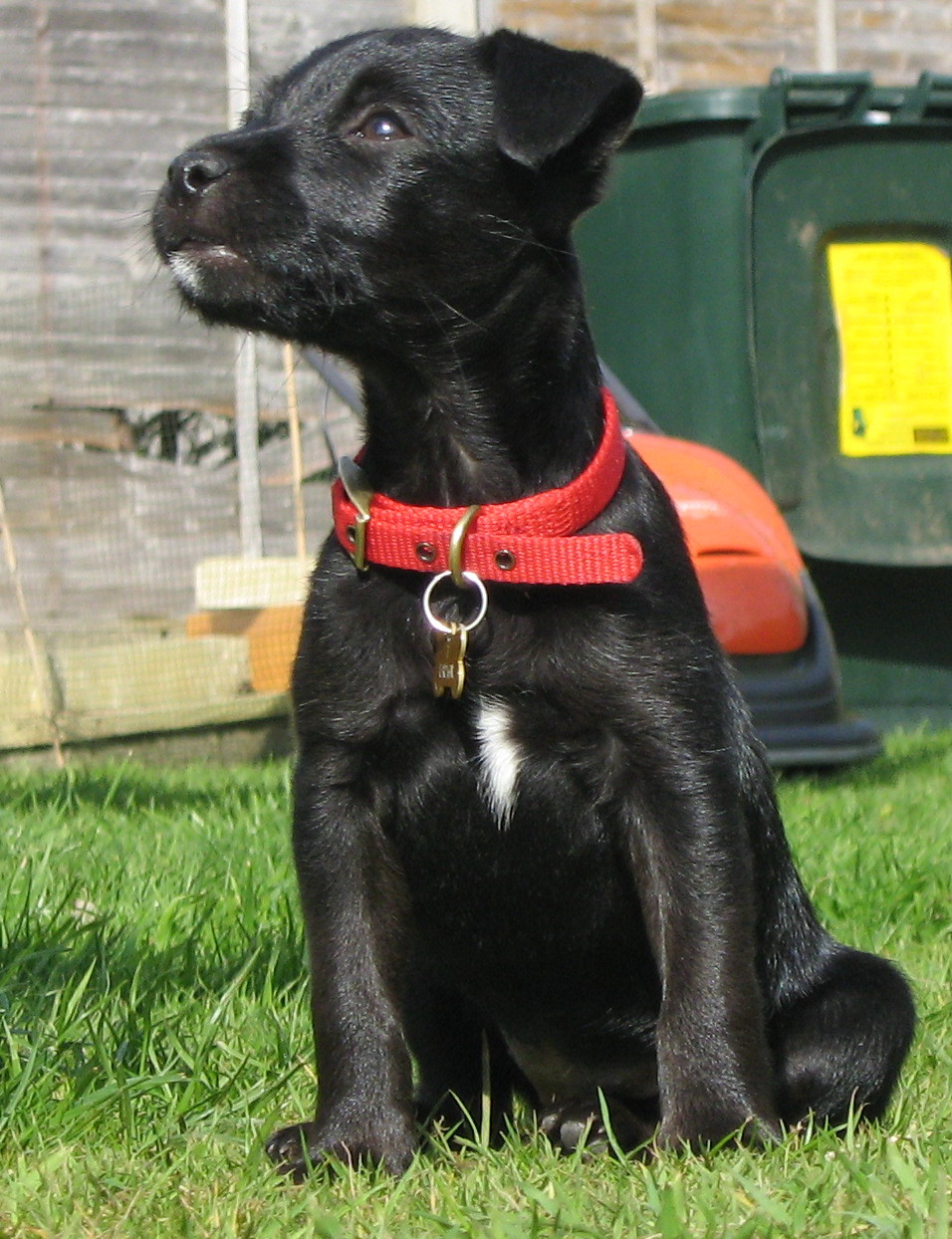Patterdale Terrier - Kutya