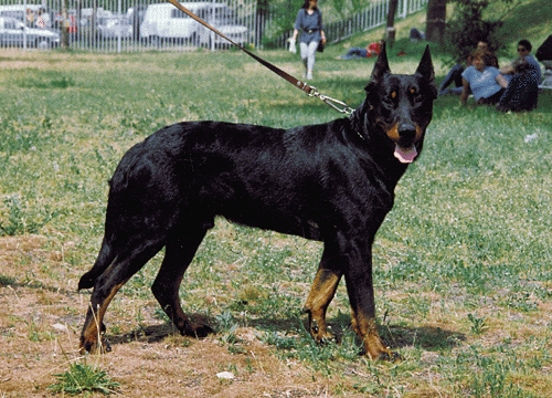 Beauce-i juhászkutya - Kutya