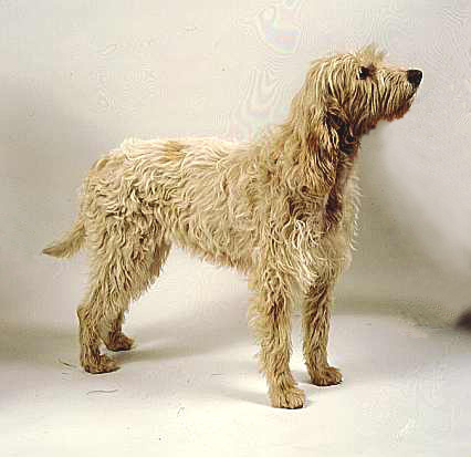 Vendéen-i griffon kopó - Kutya