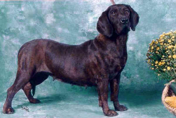 Hannoveri véreb - Kutya